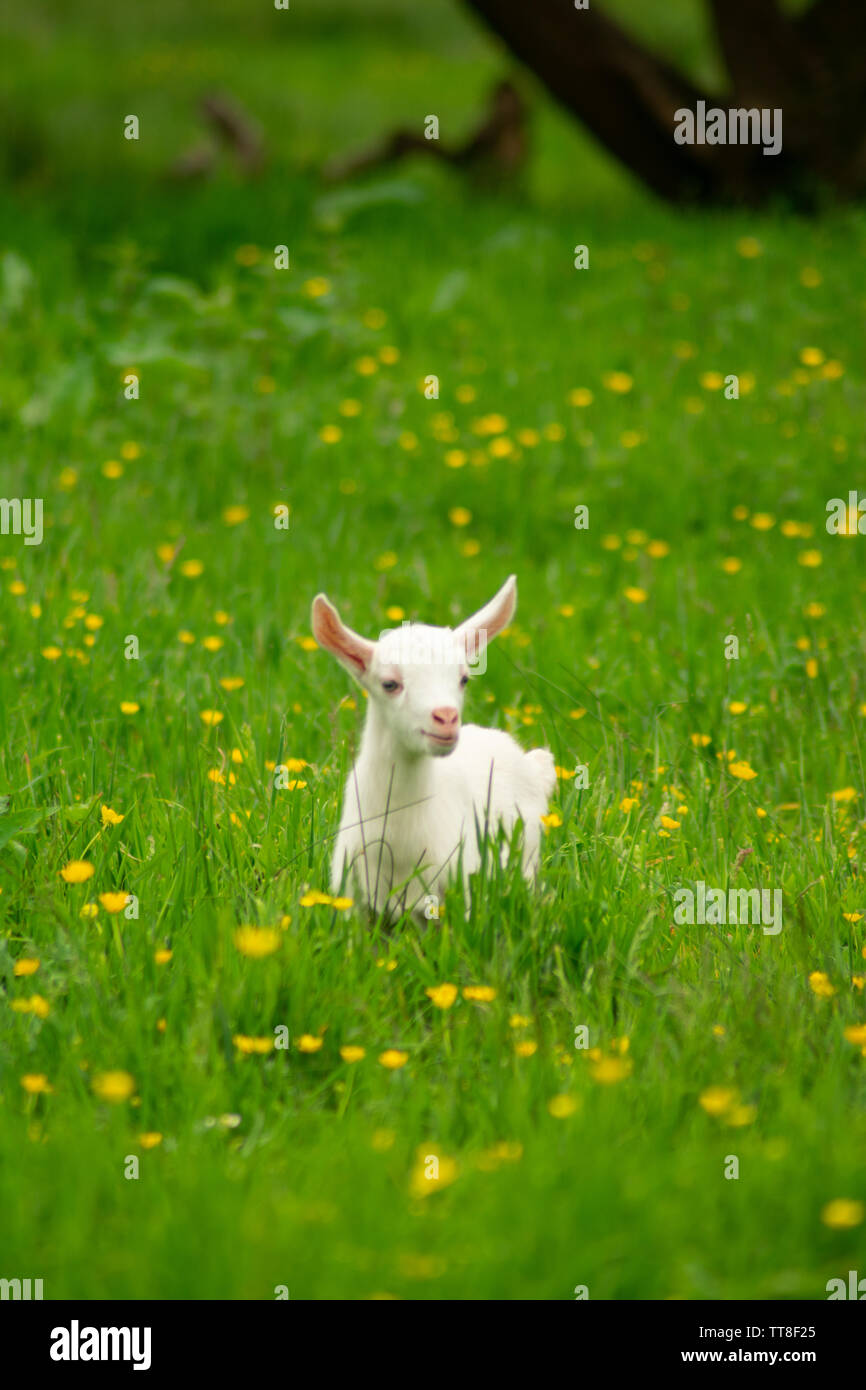 Golden Guernsey Goat Stock Photo - Alamy