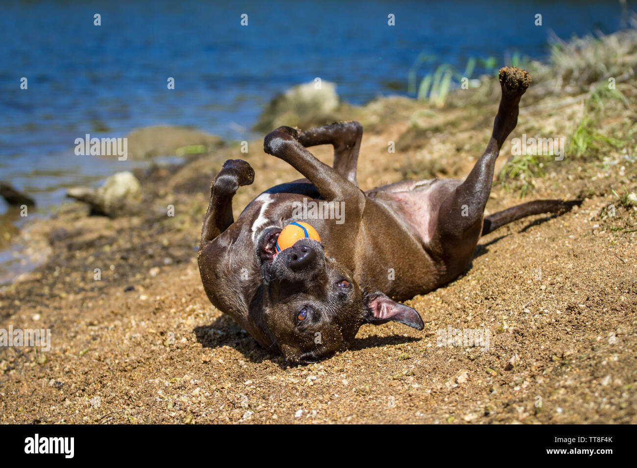 Happy dog rolling himself on the beach Stock Photo - Alamy
