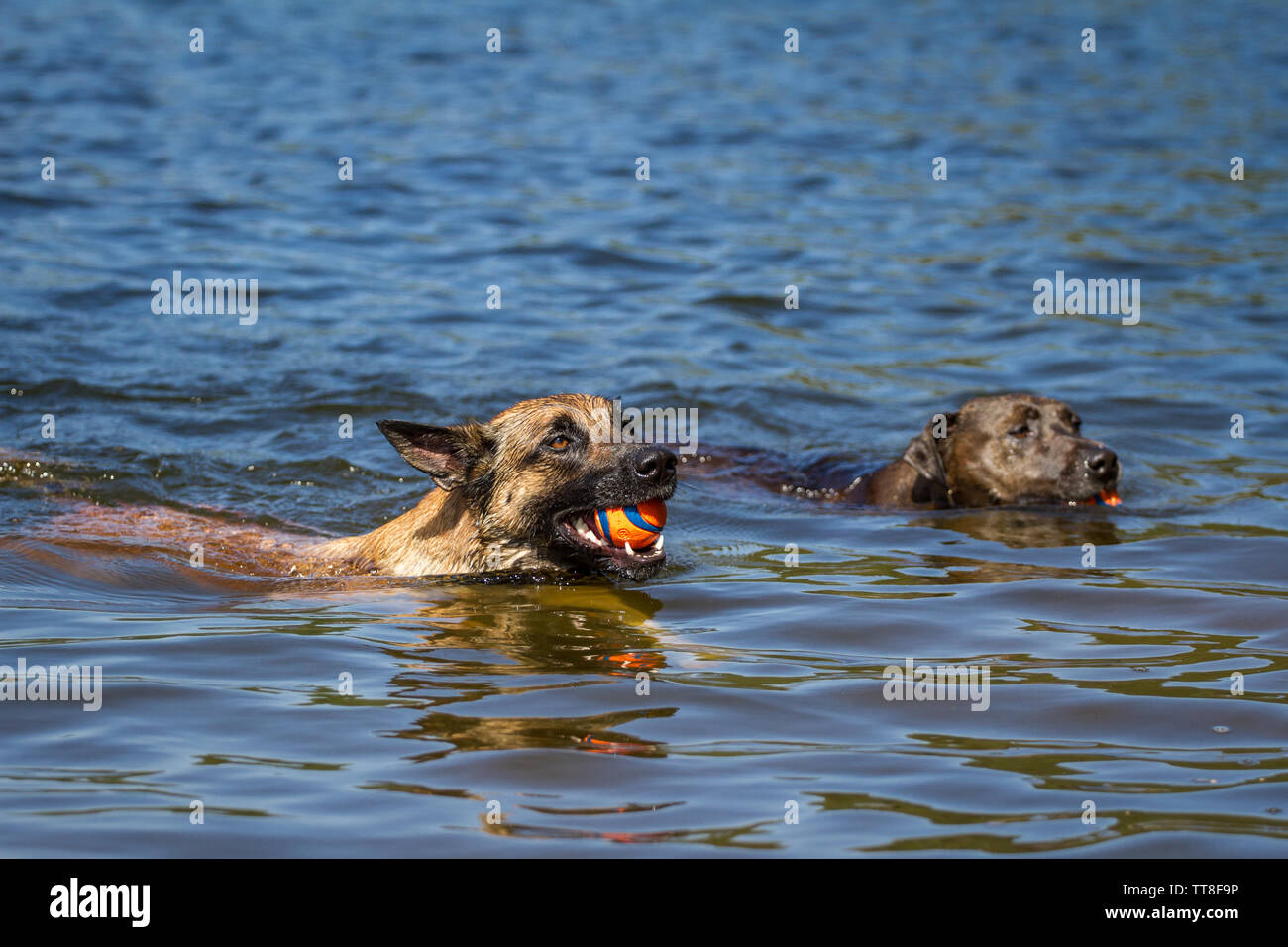 Two dogs fetching ball hi-res stock photography and images - Alamy