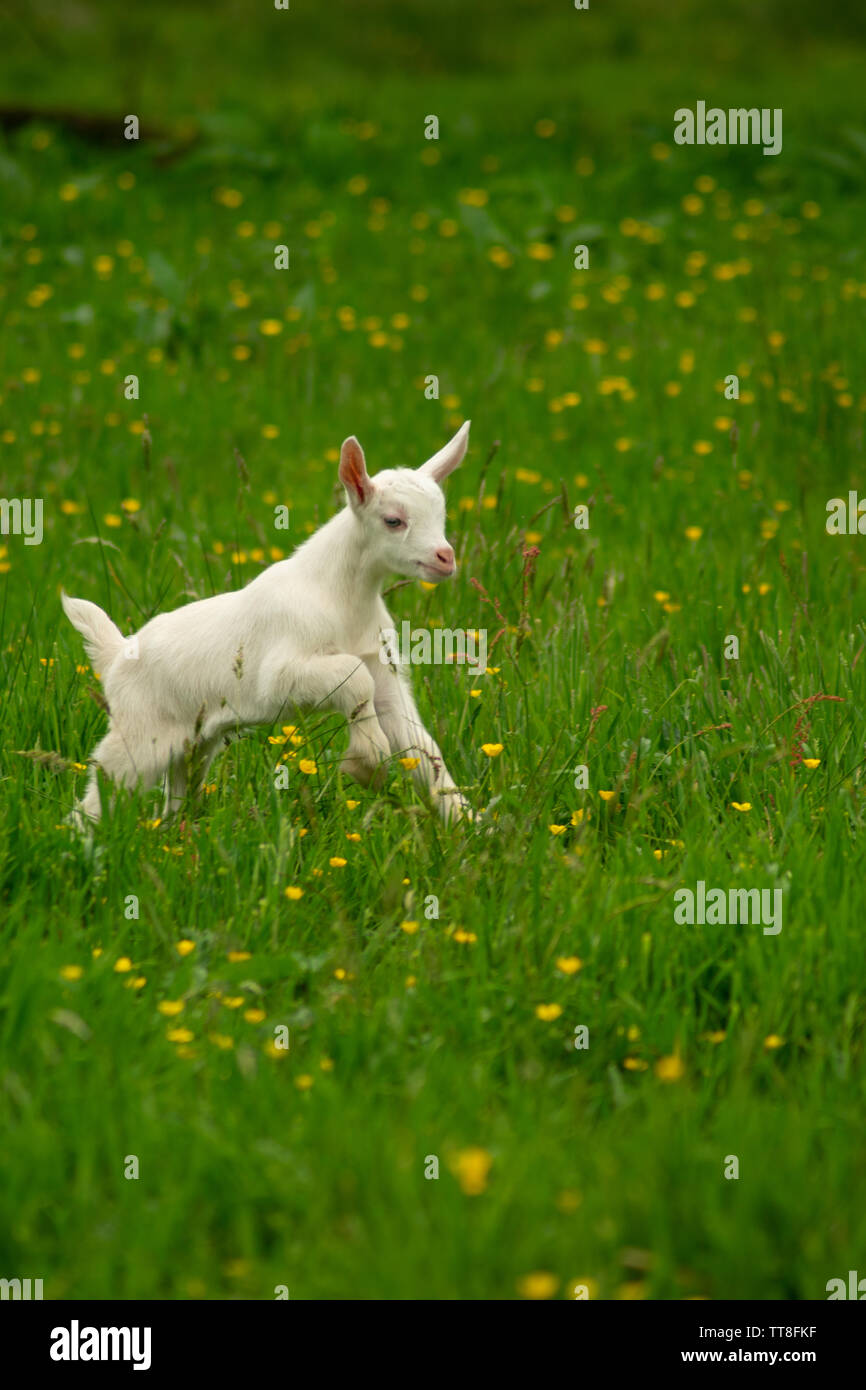 Udder goats hi-res stock photography and images - Alamy