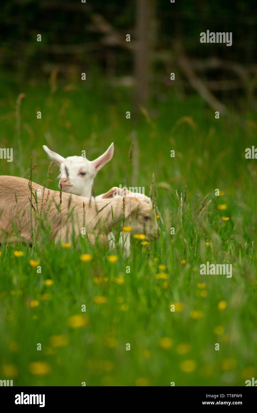 Golden guernsey goat hi-res stock photography and images - Alamy