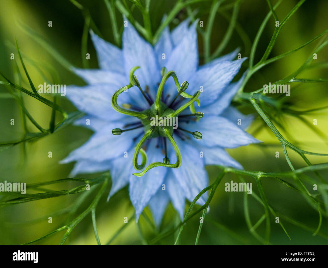 Close up of Nigella Damascena (Love in a mist) flower viewed from above ...