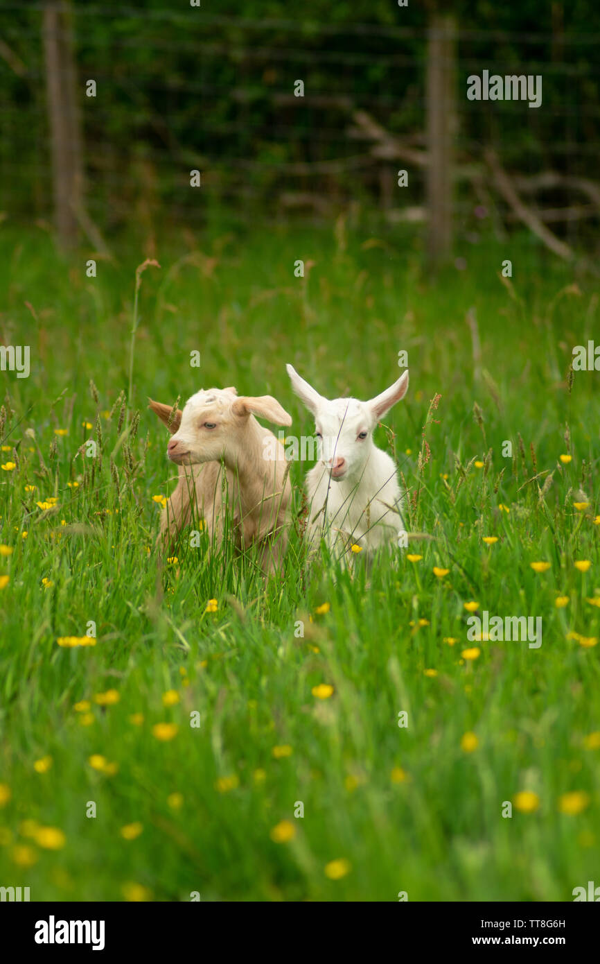 Golden Guernsey Goat Stock Photo - Alamy