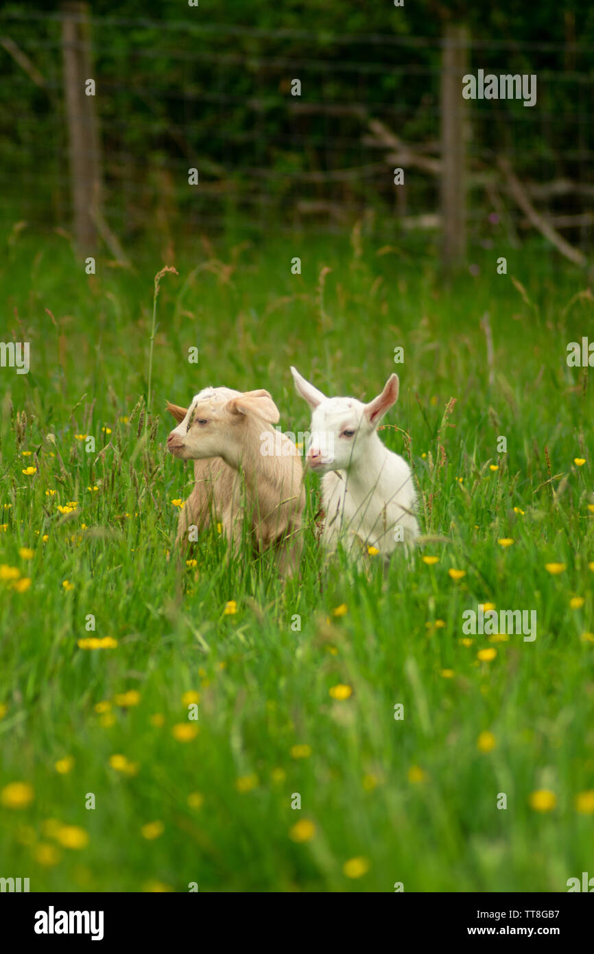 Golden Guernsey Goat Stock Photo - Alamy