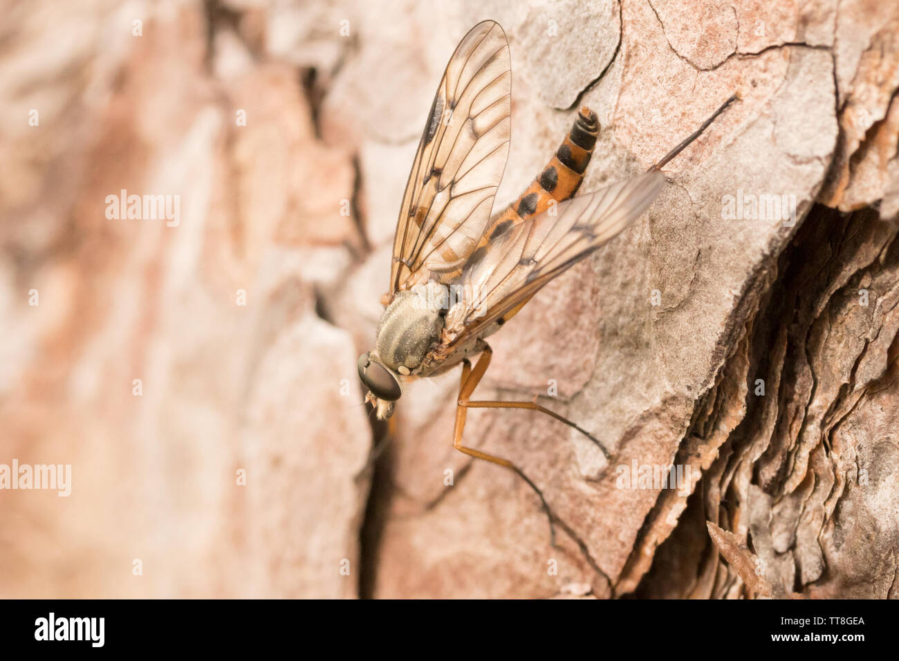 Snipe fly (Rhagio lineola) on conifer trunk. Surrey, UK Stock Photo - Alamy
