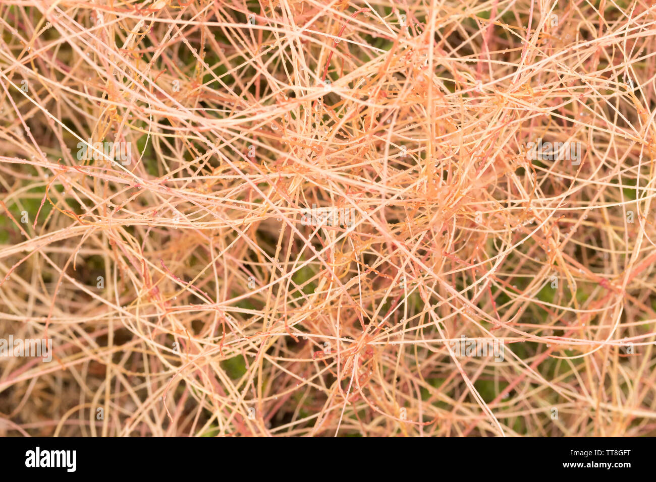 Dodder (Cuscuta epithymum) on heathland. Surrey, UK Stock Photo - Alamy