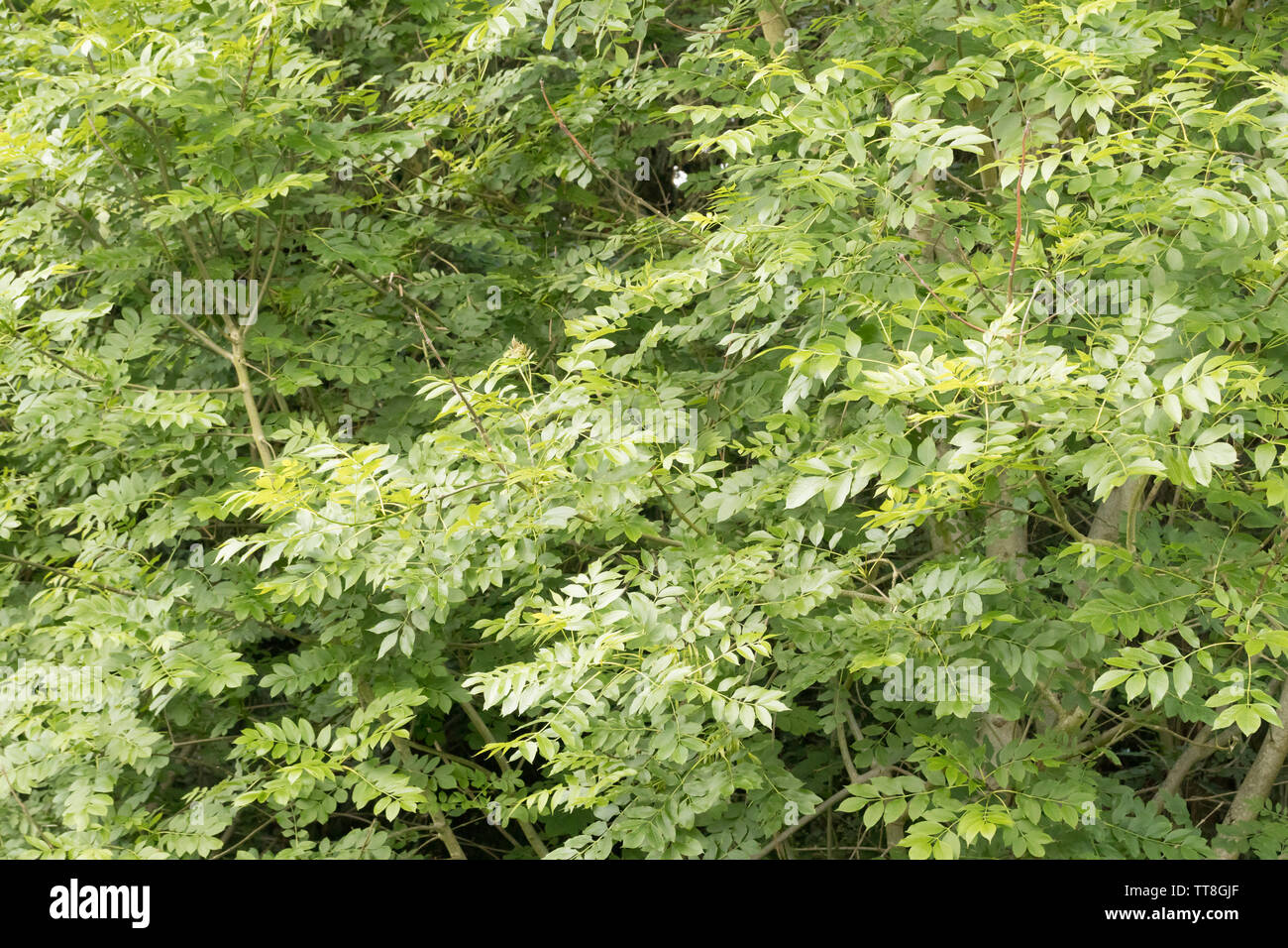 Healthy ash tree (Fraxinus excelsior). Surrey, UK Stock Photo - Alamy