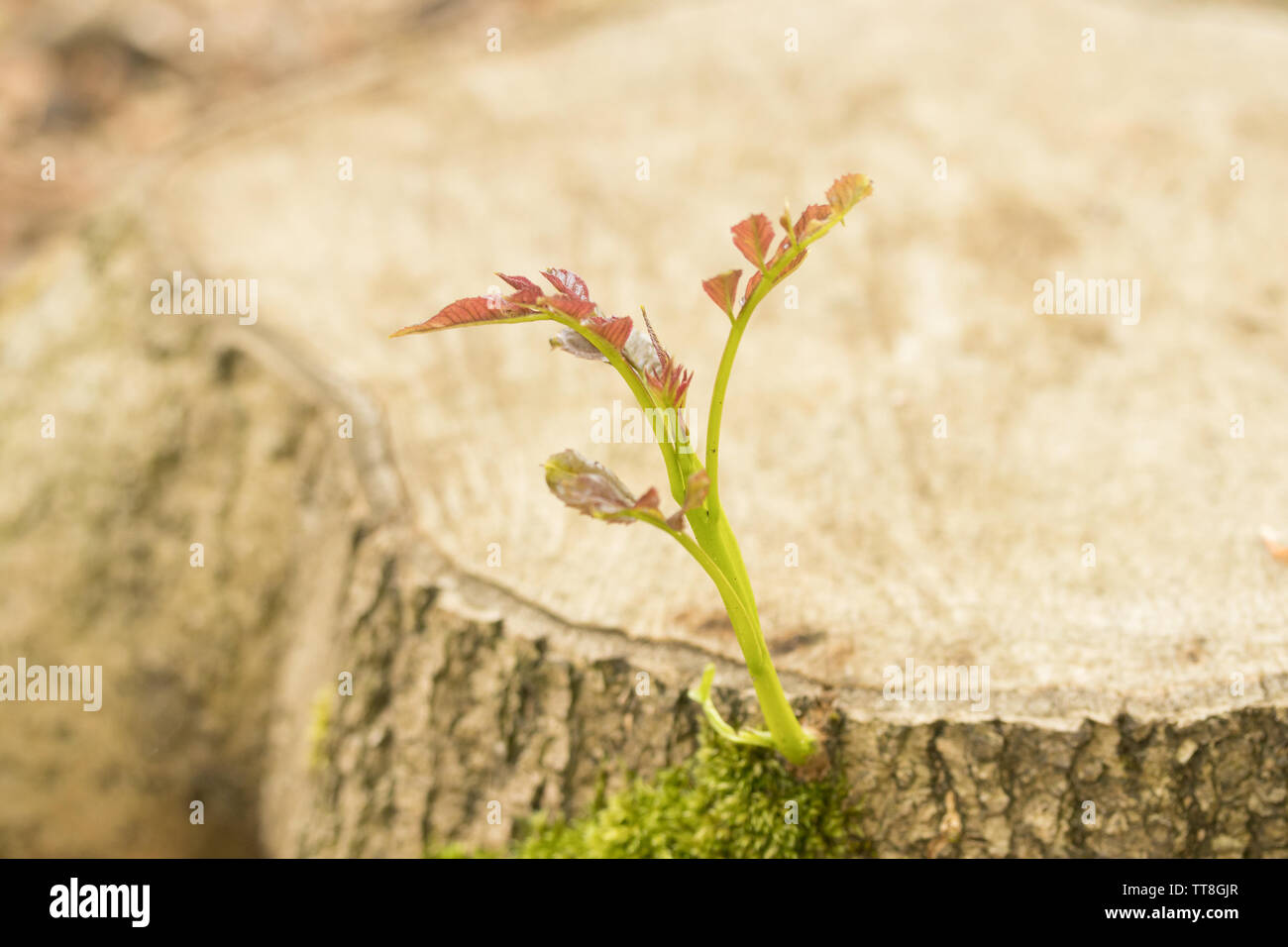 Regrowth from felled ash tree (Fraxinus excelsior) stump. Surrey, UK ...