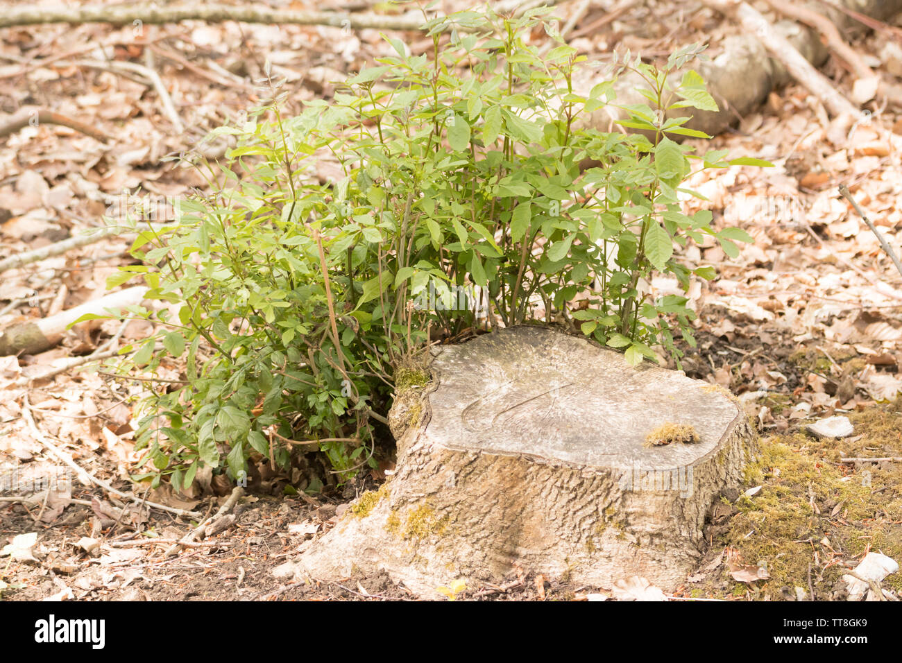 Regrowth from felled ash tree (Fraxinus excelsior) stump. Surrey, UK ...
