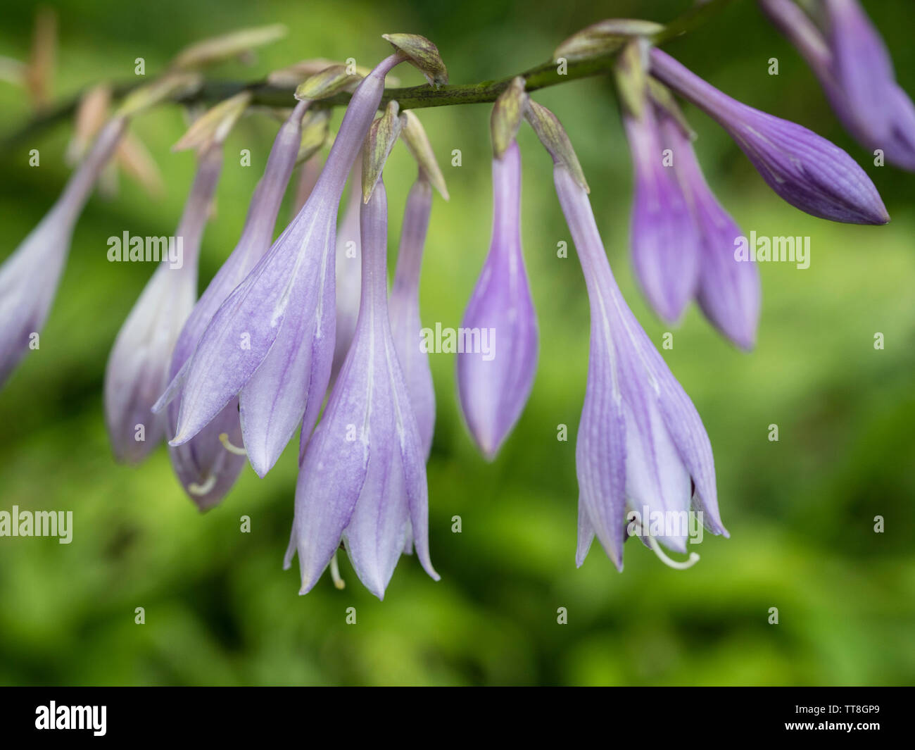 Close up of flowers on a hosta plant Stock Photo - Alamy