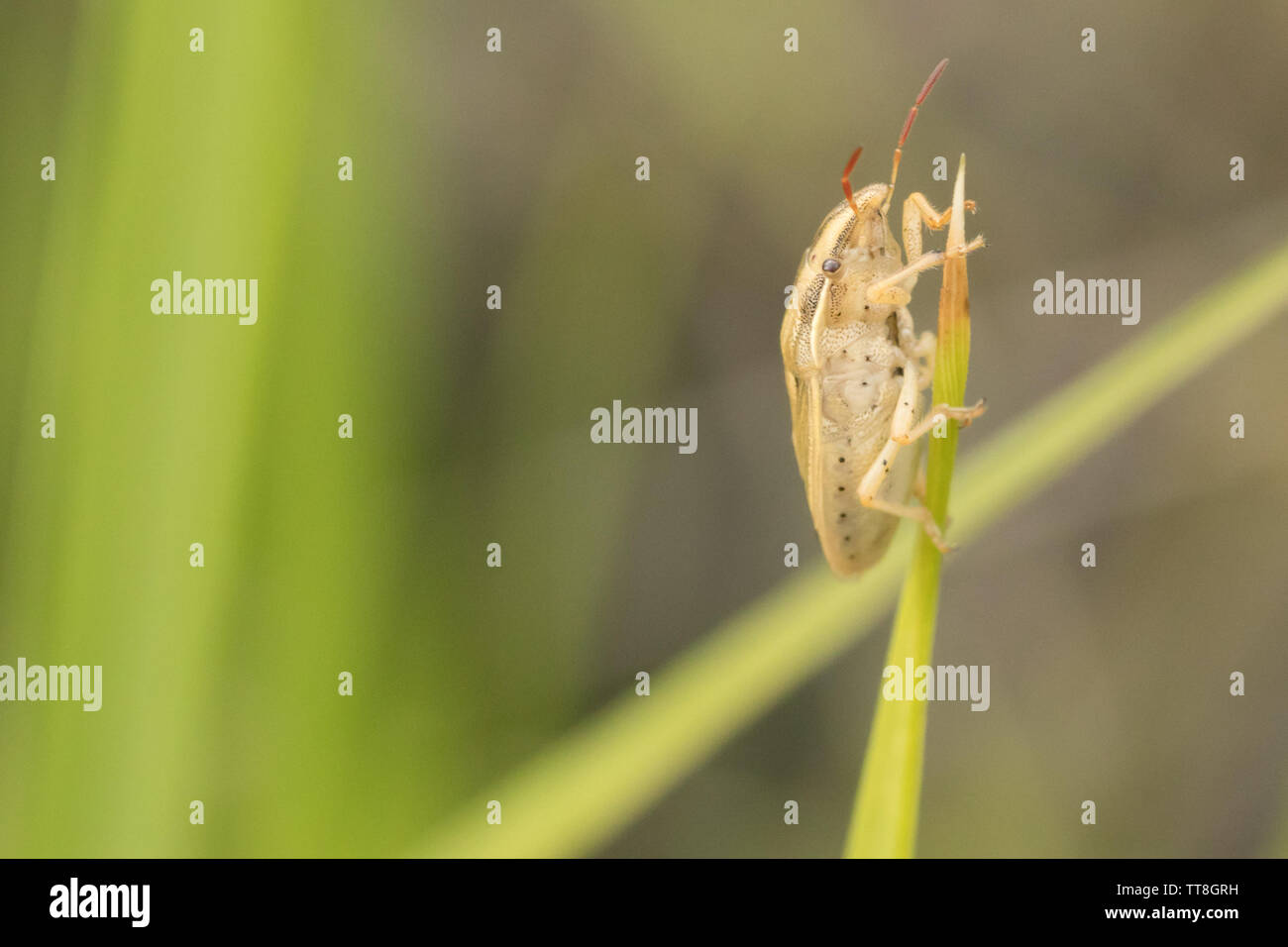 Bishop's mitre shieldbug (Aelia acuminata). Surrey, UK Stock Photo - Alamy