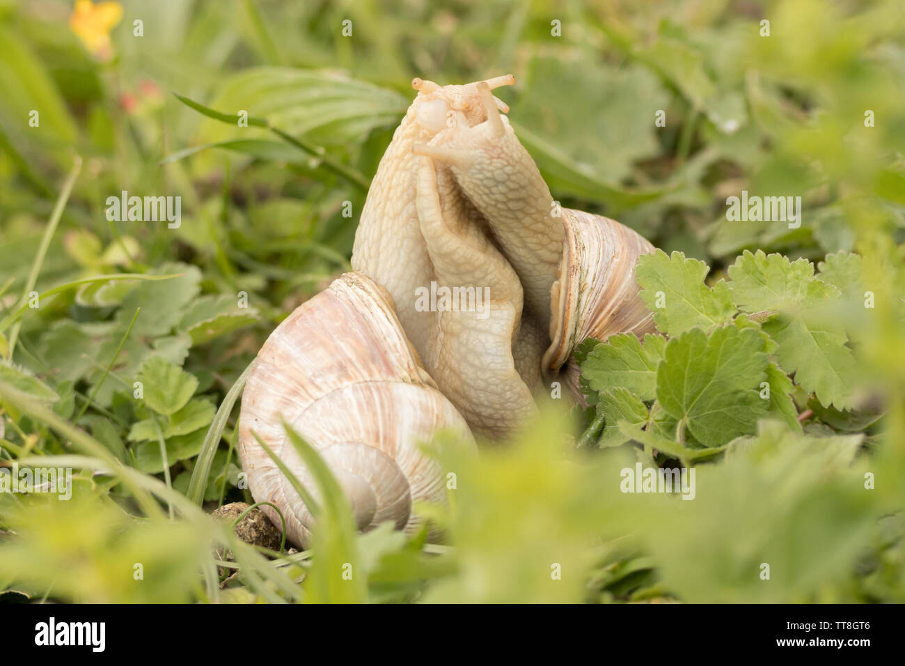 Mating Snails High Resolution Stock Photography and Images - Alamy