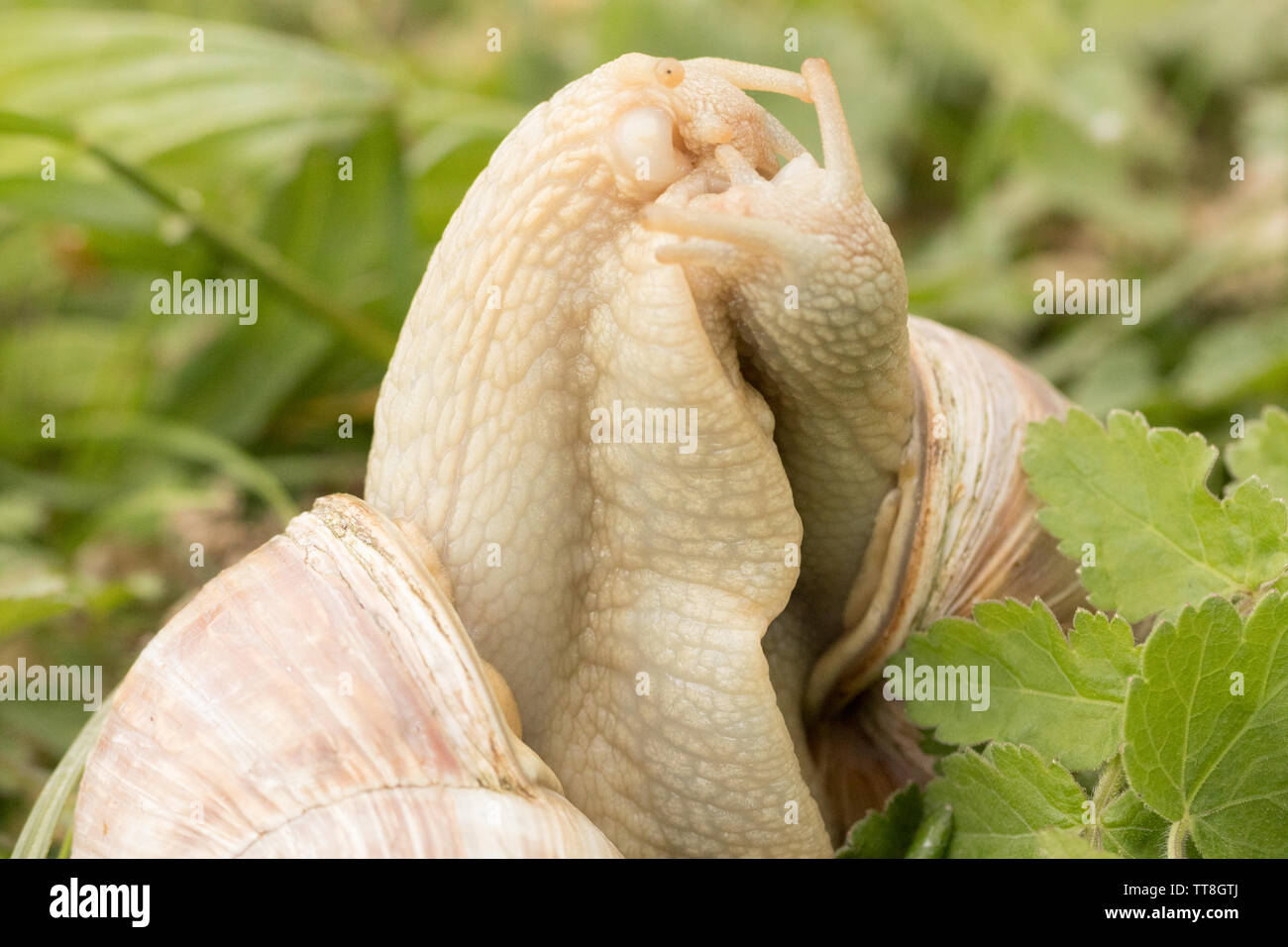 Roman snails (Helix pomatia) courtship and mating. Surrey, UK Stock ...