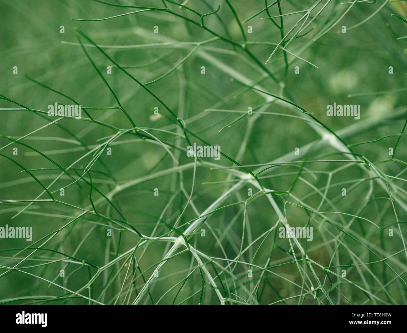 Close up of fennel plant (Foeniculum vulgare) leaves Stock Photo - Alamy
