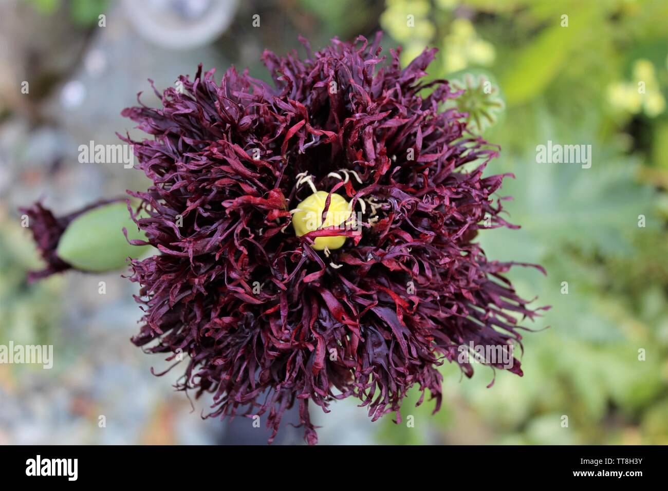 Ragged petals hi-res stock photography and images - Alamy