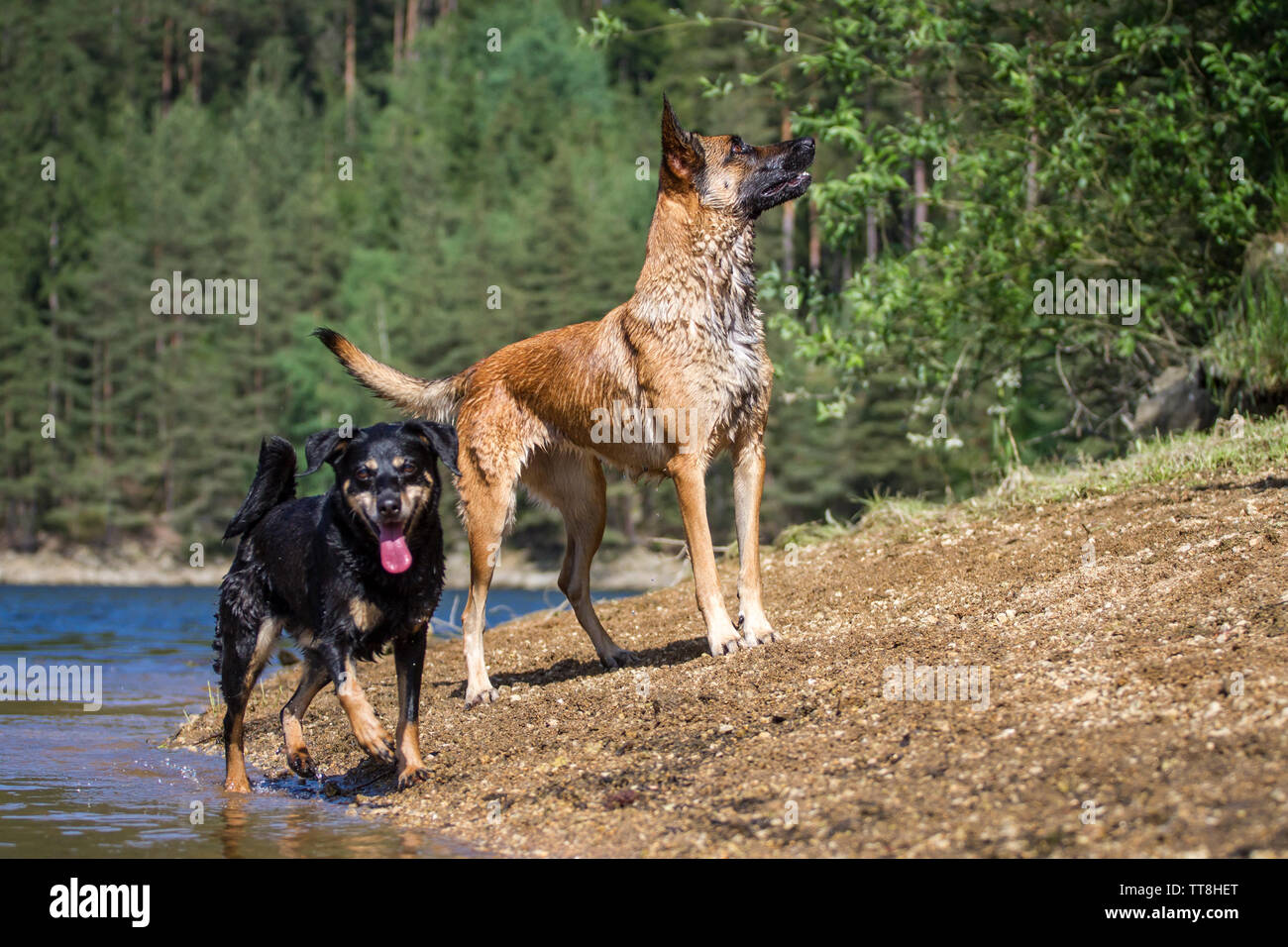 Are Austrian Pinschers Good With Other Dogs