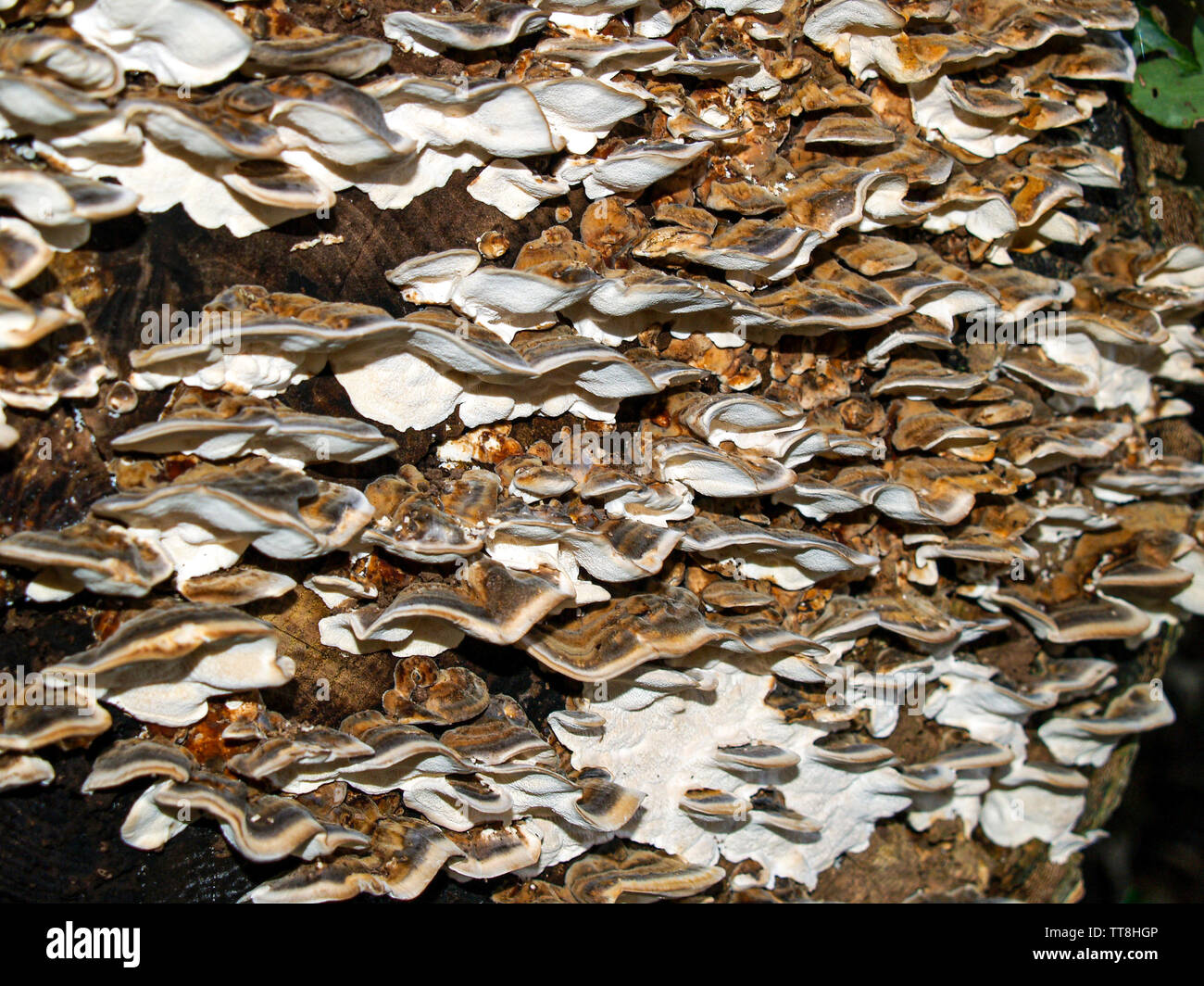 Fungus growing on decaying tree hi-res stock photography and images - Alamy