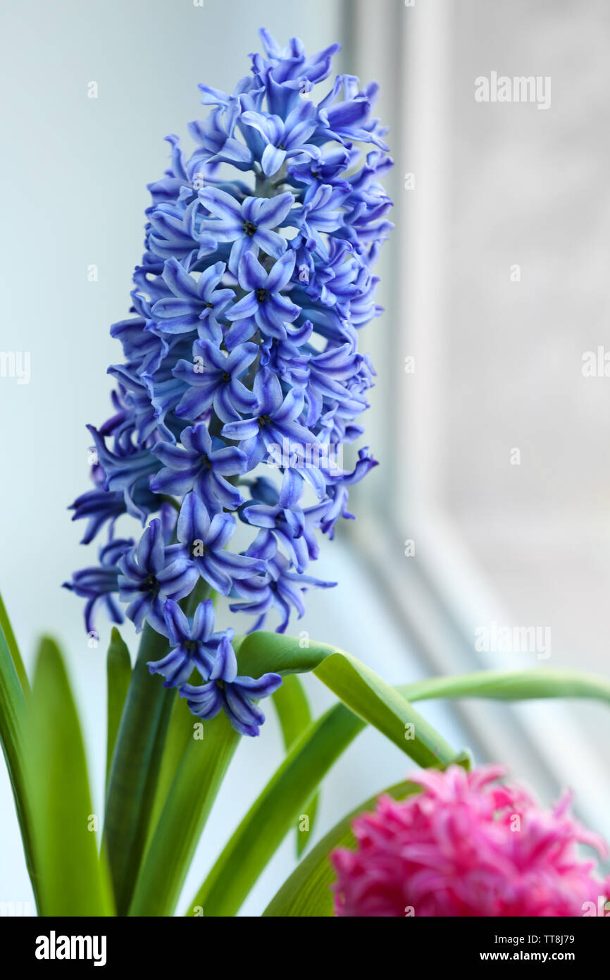 Beautiful blue hyacinth close up Stock Photo - Alamy