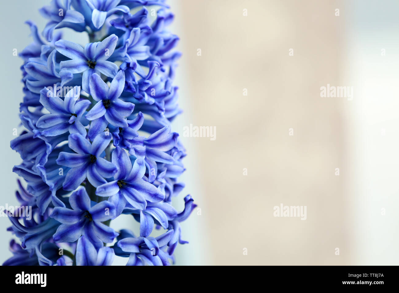 Beautiful blue hyacinth close up Stock Photo - Alamy