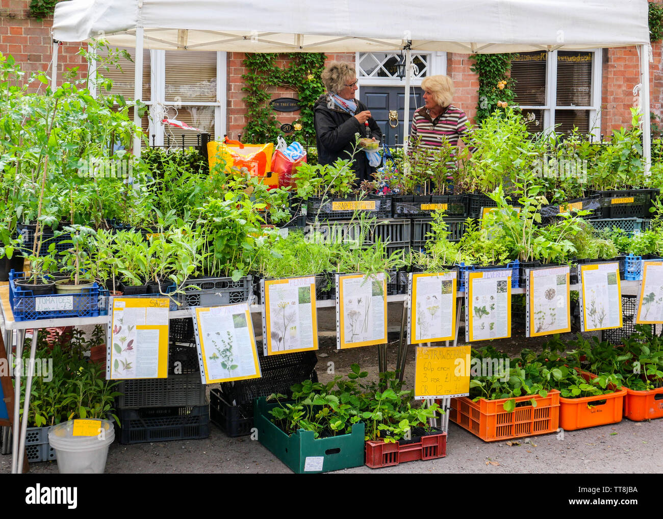 Ladies tending a fresh herb stall at a village fair Stock Photo - Alamy