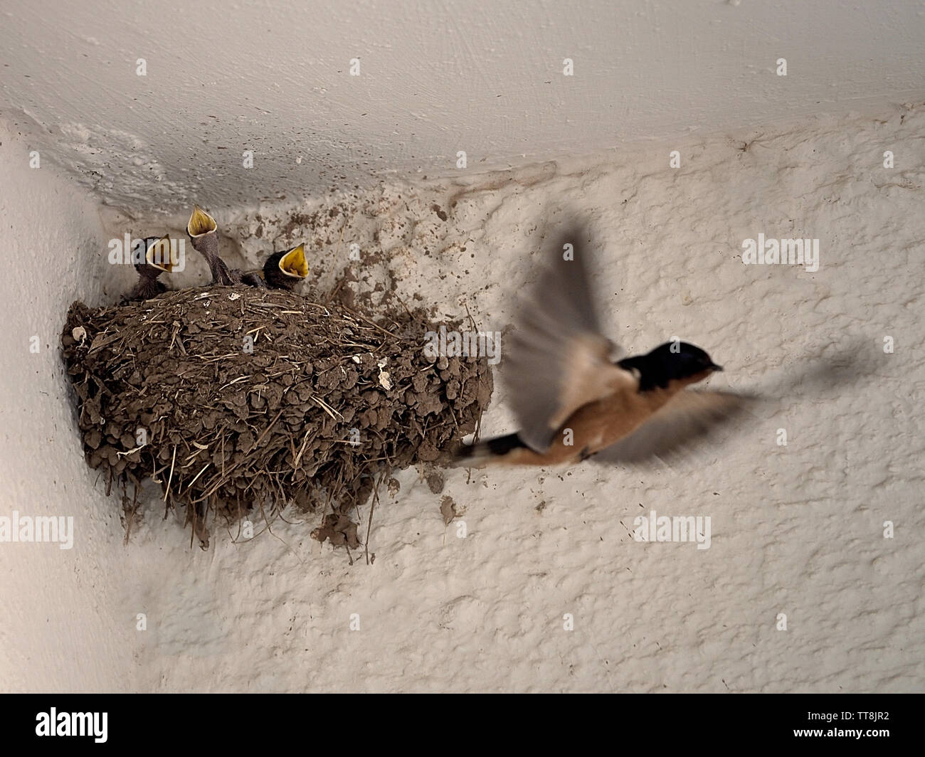 Hungry chicks beaks open hi-res stock photography and images - Alamy