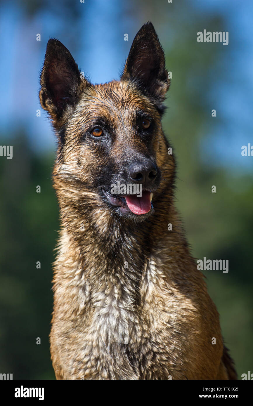 Head portrait of a Malinois dog Stock Photo - Alamy