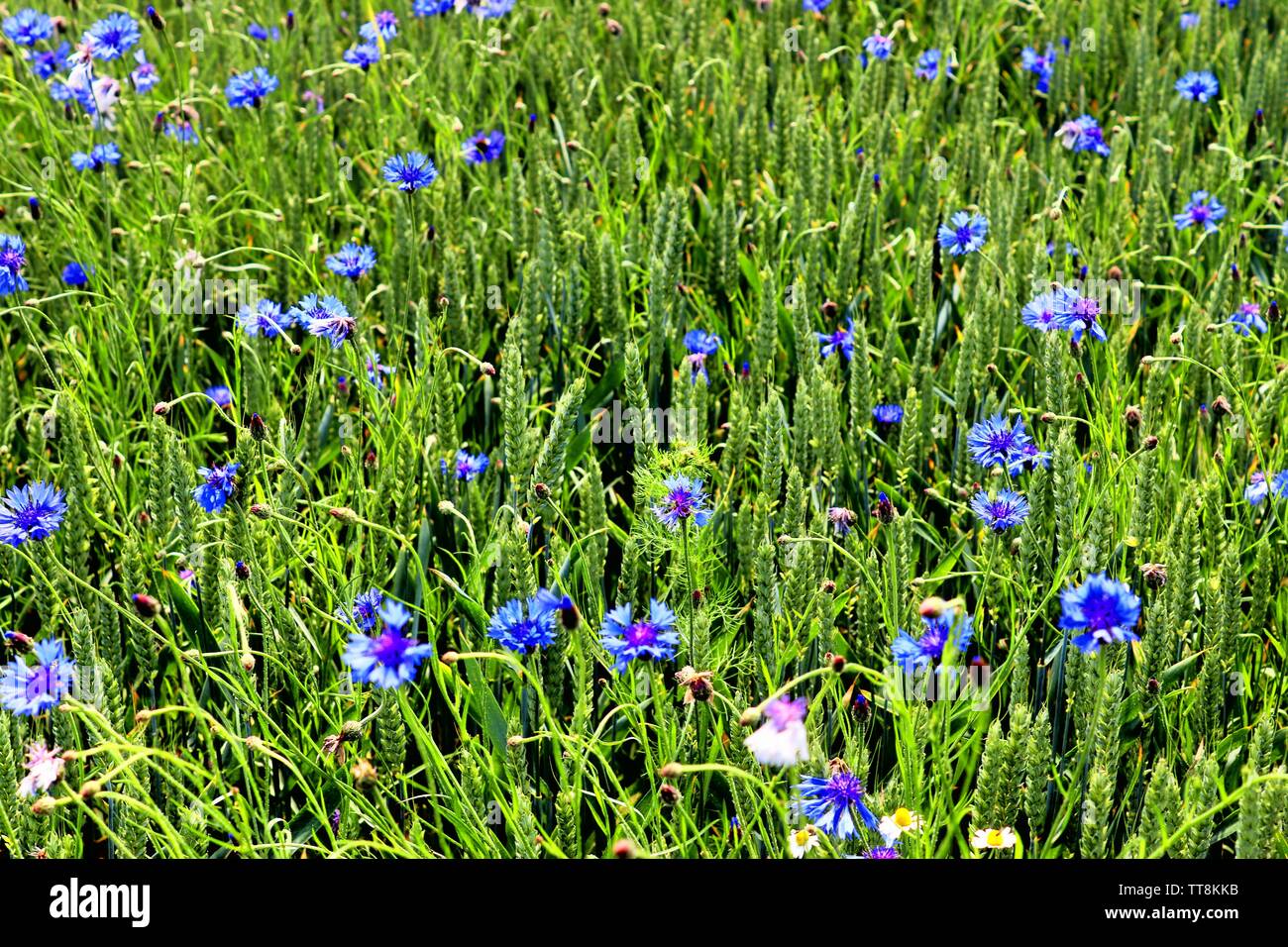 Beautiful Farming High Resolution Stock Photography and Images - Alamy