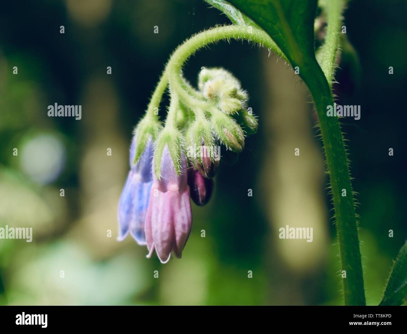 Dropping petals hi-res stock photography and images - Alamy