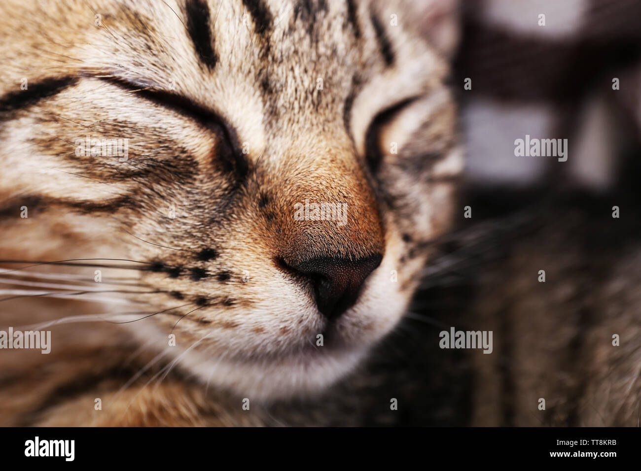 Portrait of sleeping cat, closeup Stock Photo - Alamy