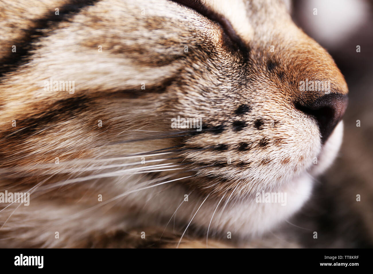 Portrait of sleeping cat, closeup Stock Photo - Alamy