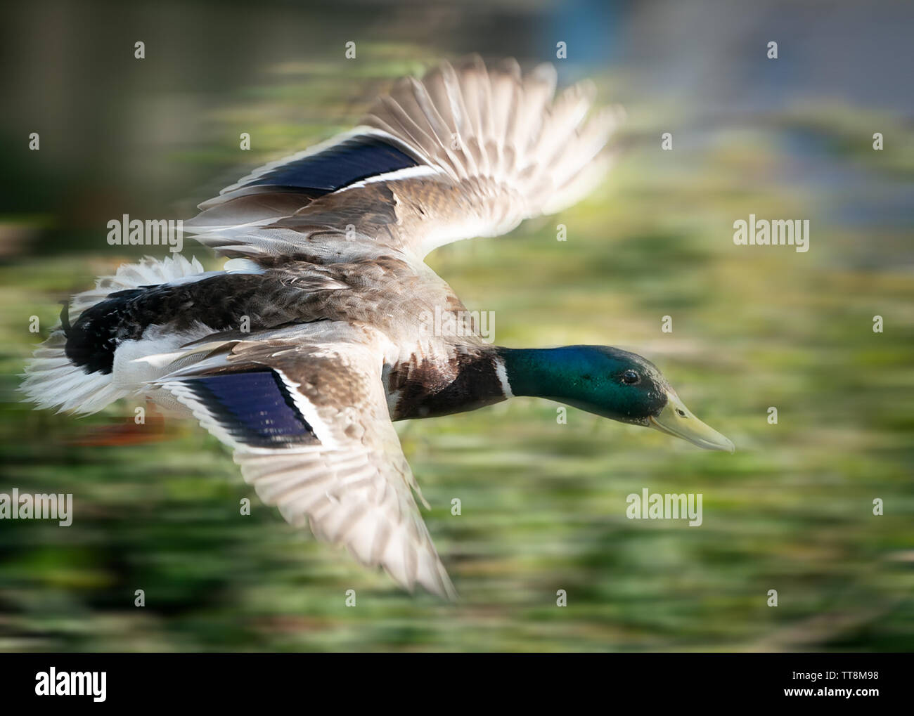 Mallard duck in flight hi-res stock photography and images - Alamy