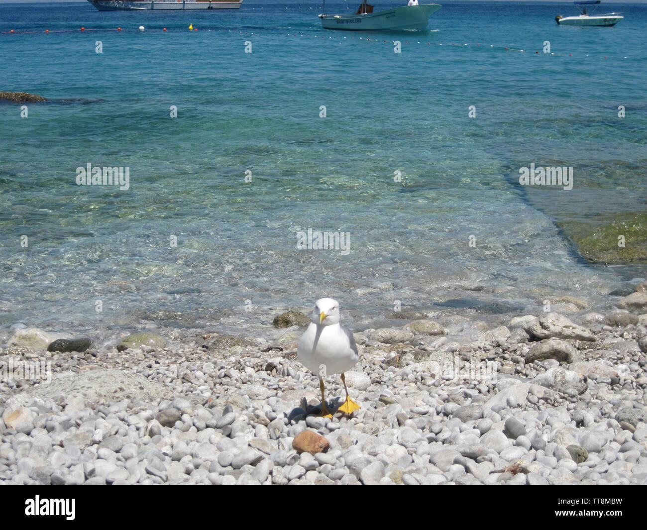 A SEAGULL ON THE BEACH AT CAPRI WITH A BOAT IN THE BACKGROUND, CAPRI ...