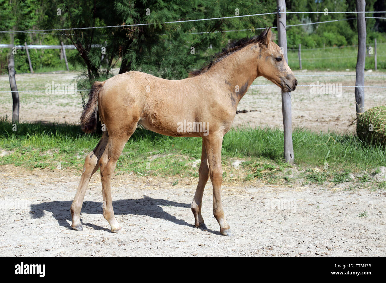 Cute newborn filly playing alone in the paddock on hot summer afternoon ...