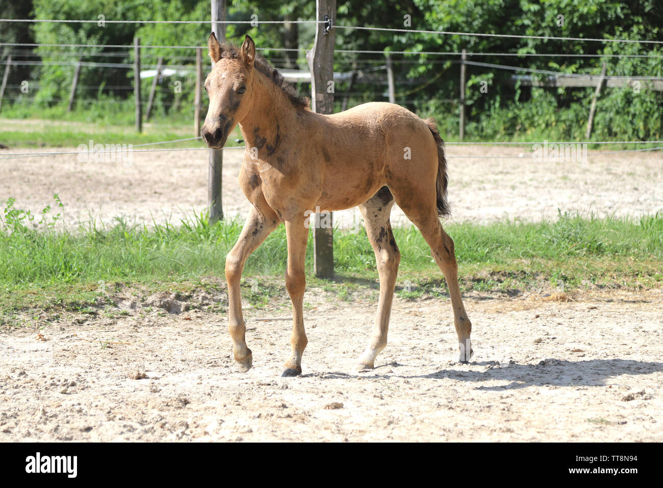 Beautiful thoroughbred foal posing for cameras at rural equestrian farm ...