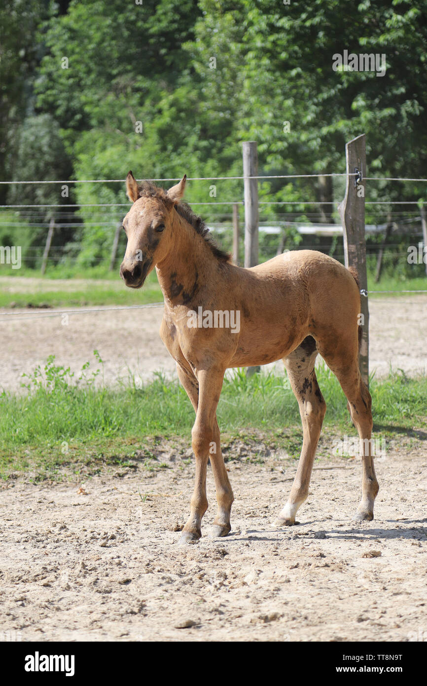 Beautiful thoroughbred foal posing for cameras at rural equestrian farm ...