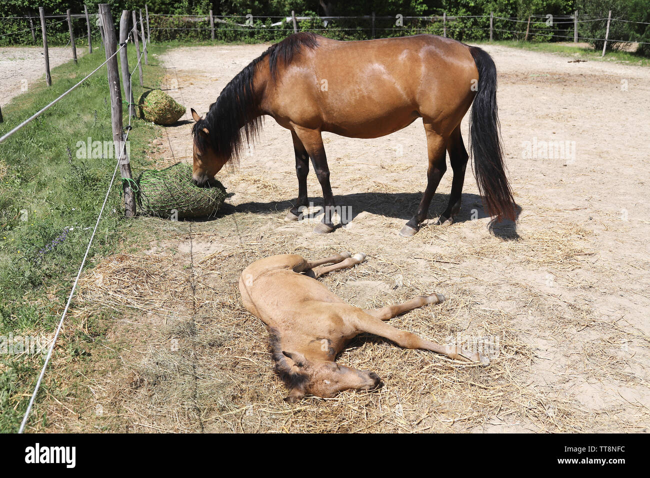 Beautiful thoroughbred foal and mare posing for cameras at rural ...