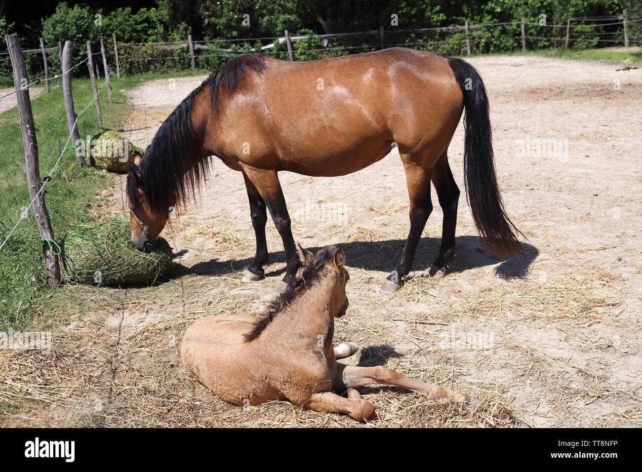 Beautiful thoroughbred foal and mare posing for cameras at rural ...