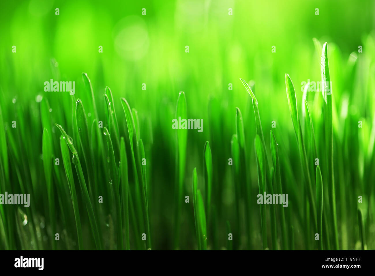 Wet grass close-up background Stock Photo - Alamy