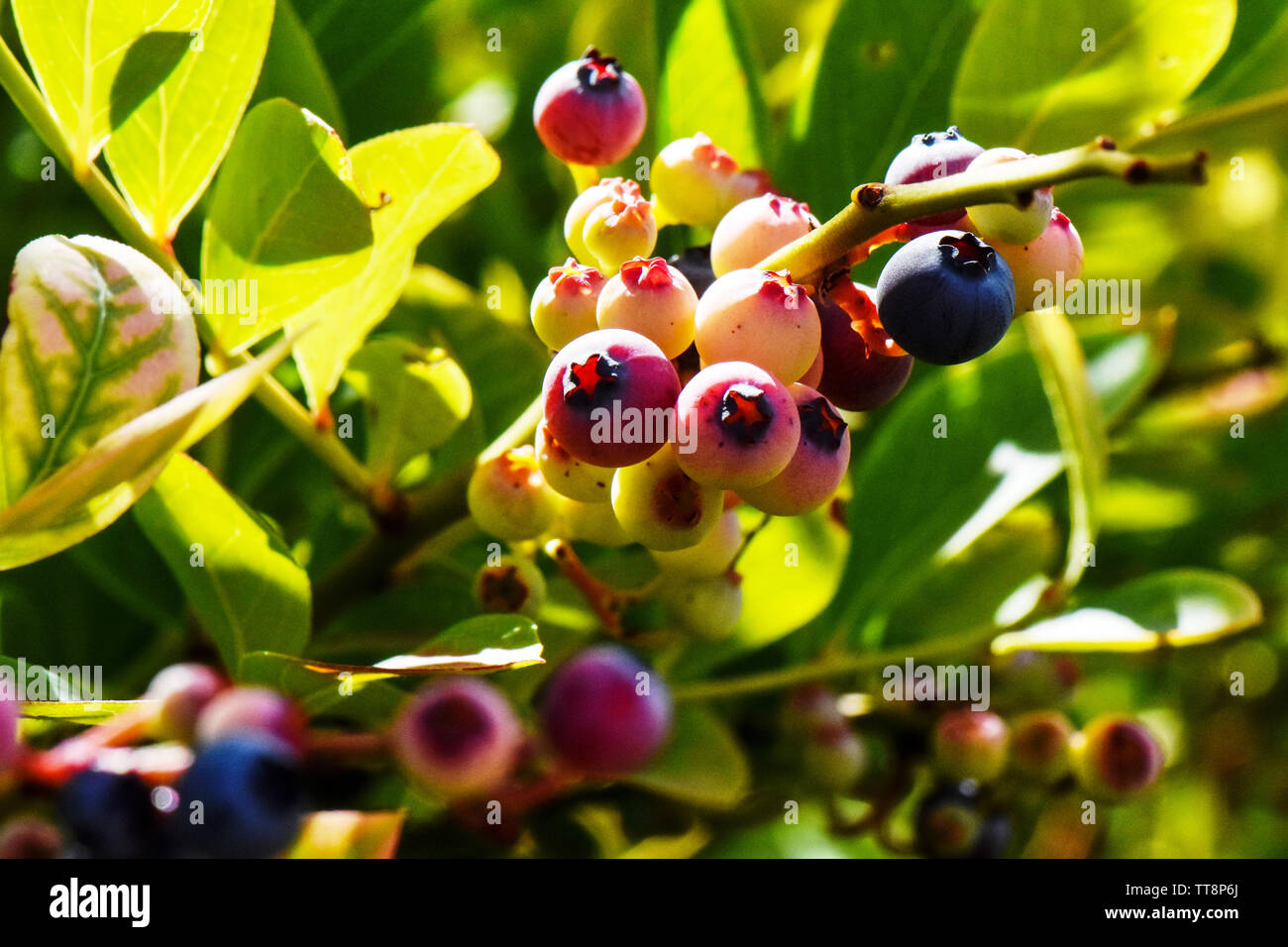 Lovely close-up macro of blueberry fruit in growing season on the farm ...