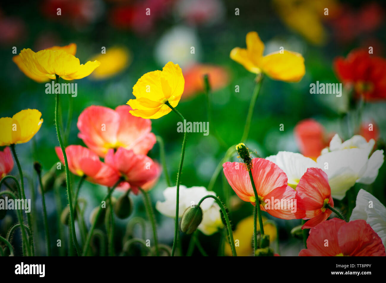 Flowers in Southeastern USA Stock Photo - Alamy
