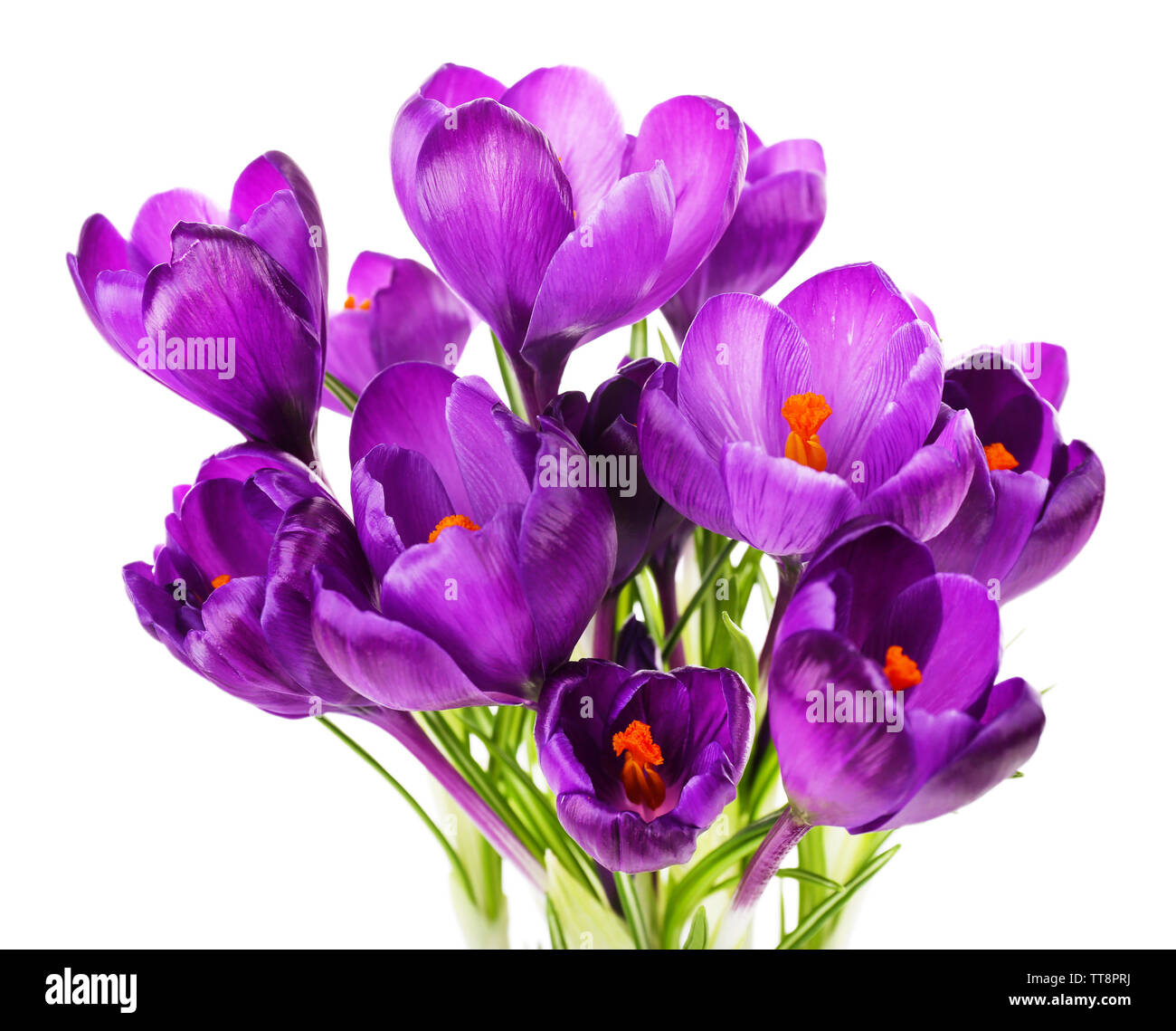 Purple crocus isolated on white Stock Photo - Alamy