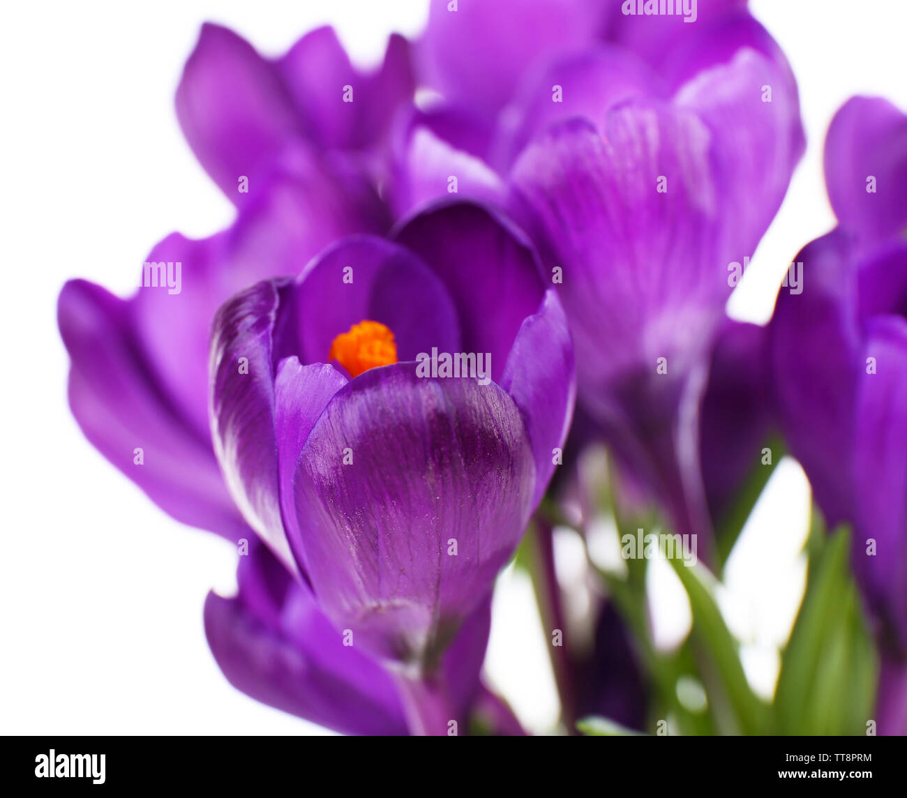Purple crocus isolated on white Stock Photo - Alamy