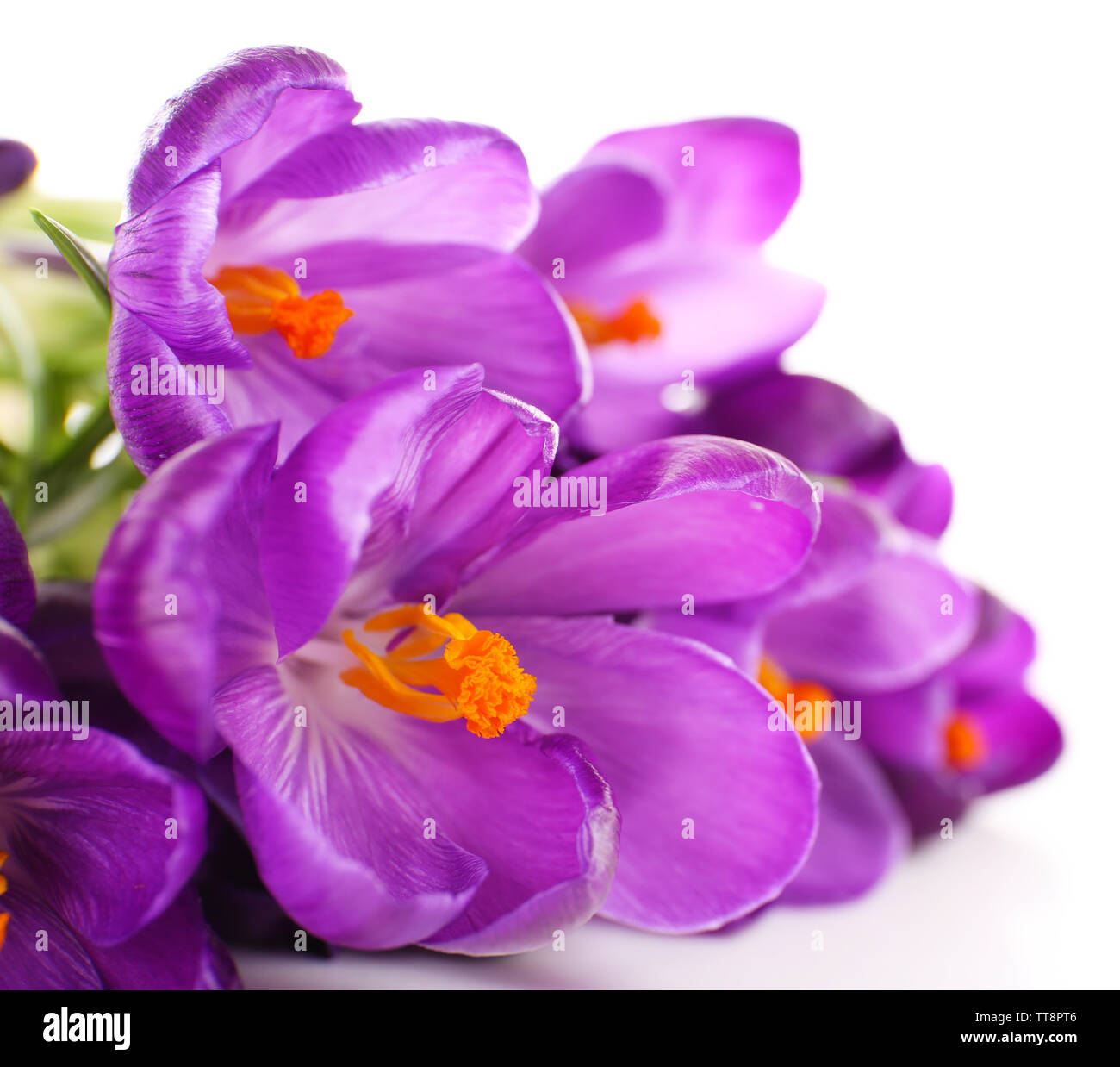 Purple crocus isolated on white Stock Photo - Alamy