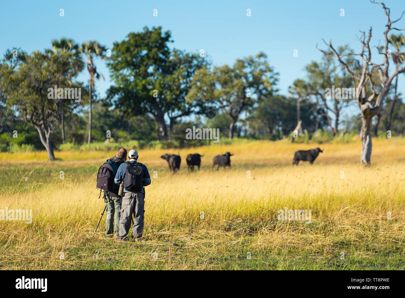 The African buffalo, affalo, nyati, mbogo or Cape buffalo (Syncerus ...