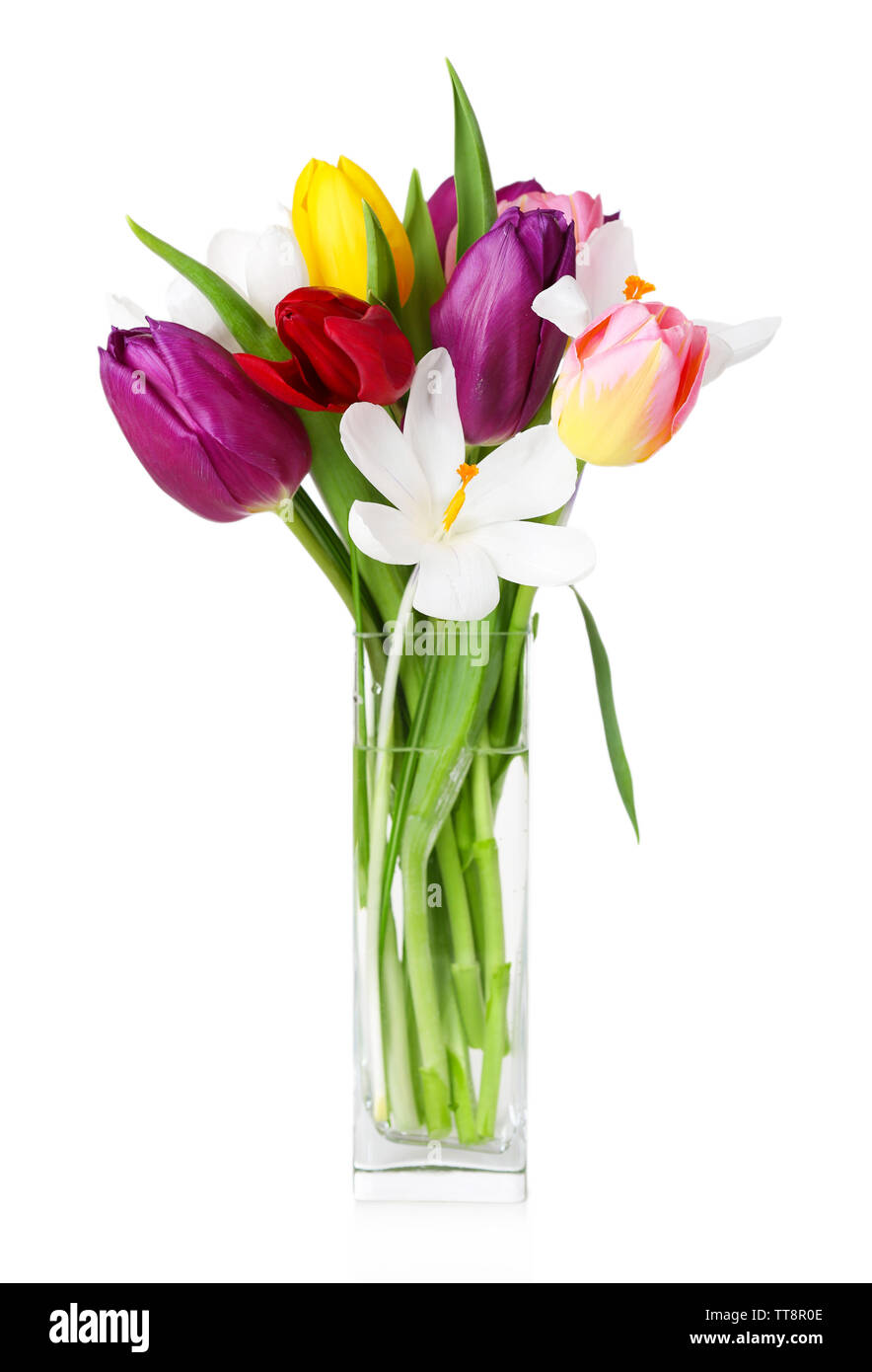 Crocus flower and tulip leaves Cut Out Stock Images & Pictures - Alamy