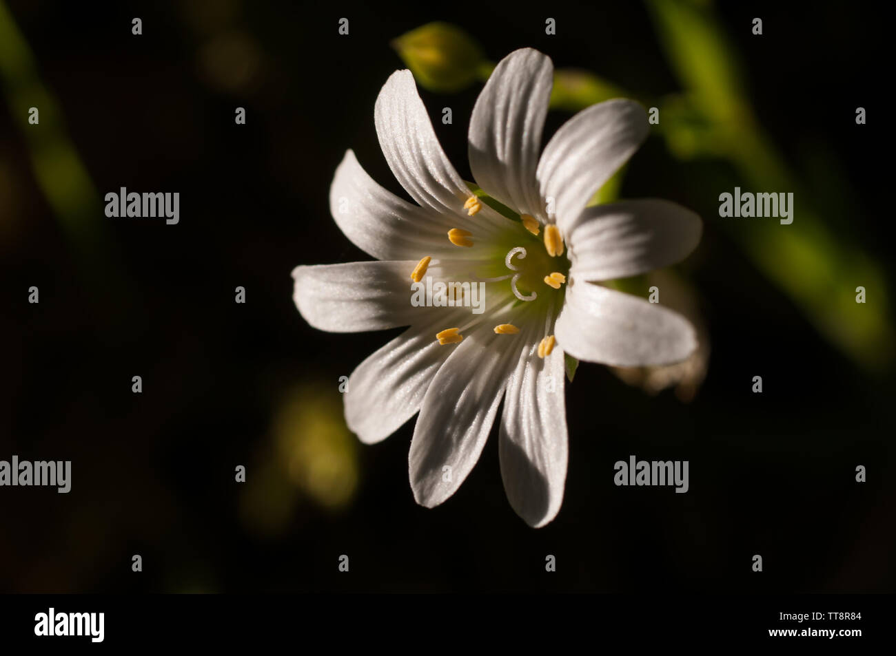 Close-up of a Greater Stitchwort flower, Stellaria holostea Stock Photo ...