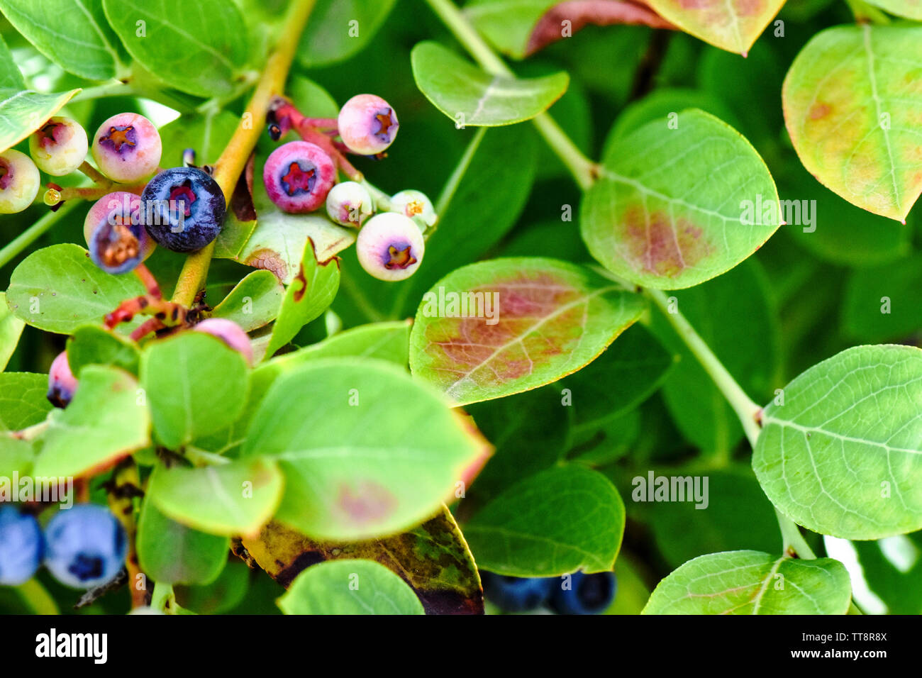 Lovely close-up macro of blueberry fruit in growing season on the farm ...