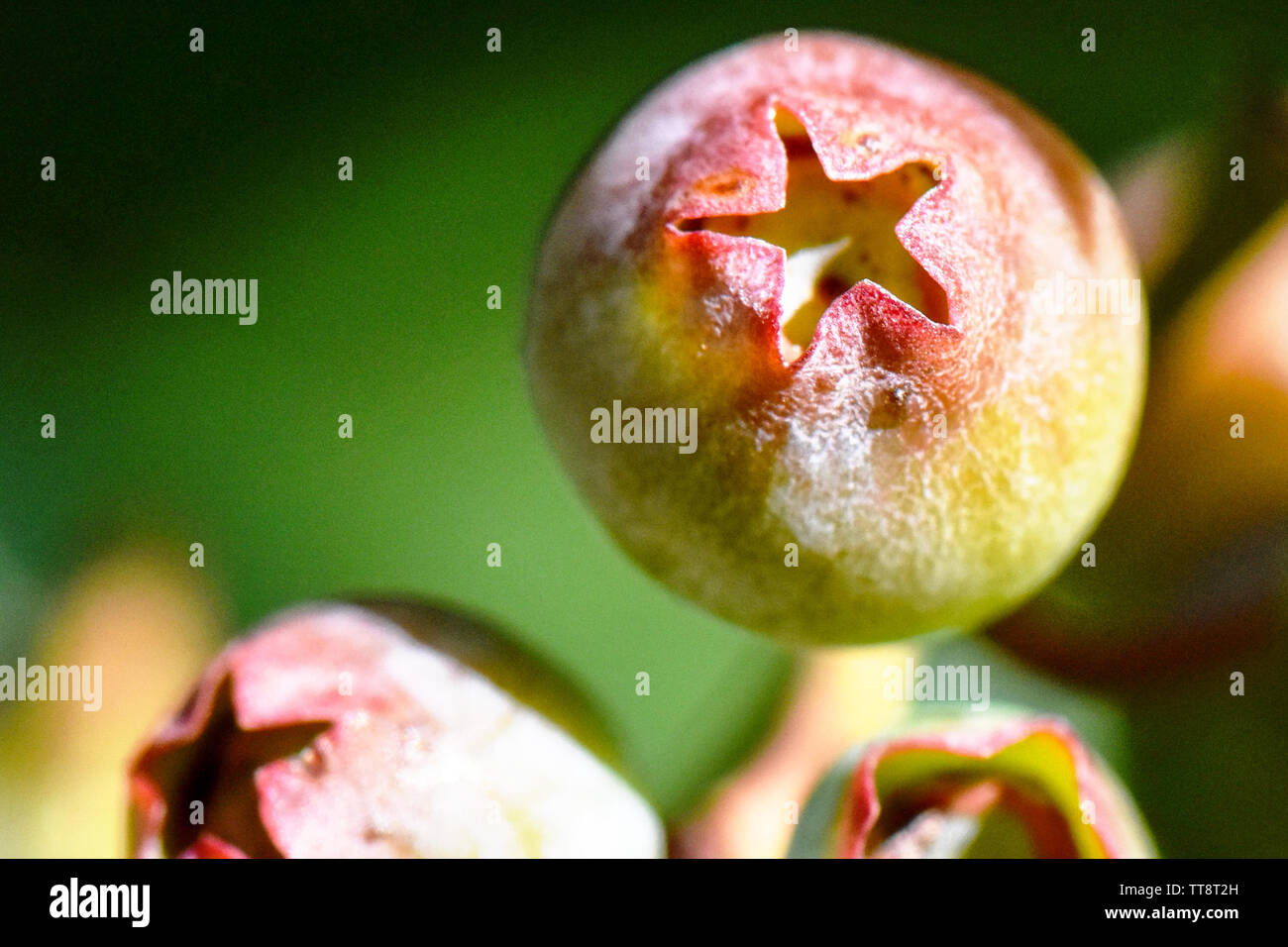 Lovely close-up macro of blueberry fruit in growing season on the farm ...