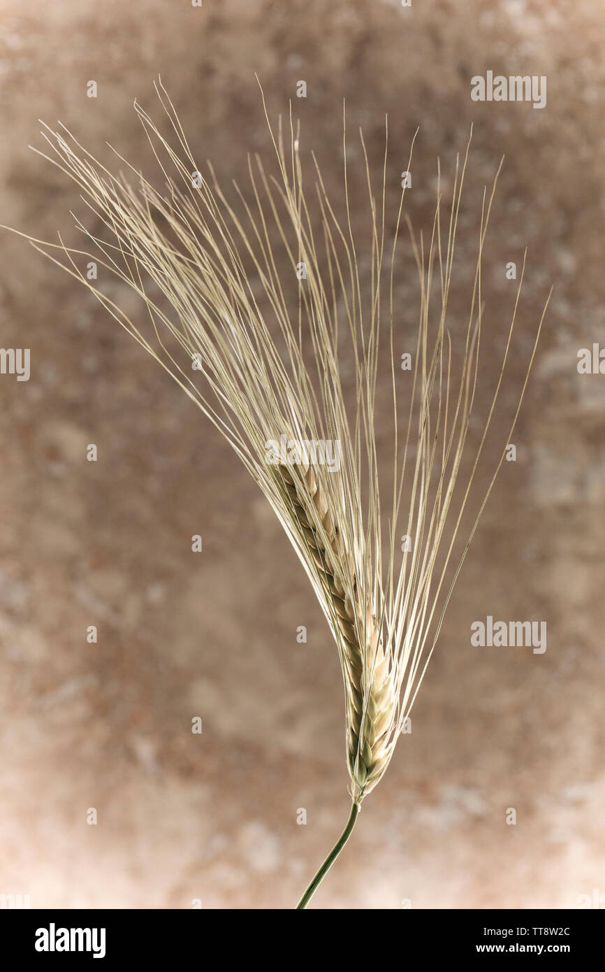 A ripening ear of barley photographed in a studio against a stone ...