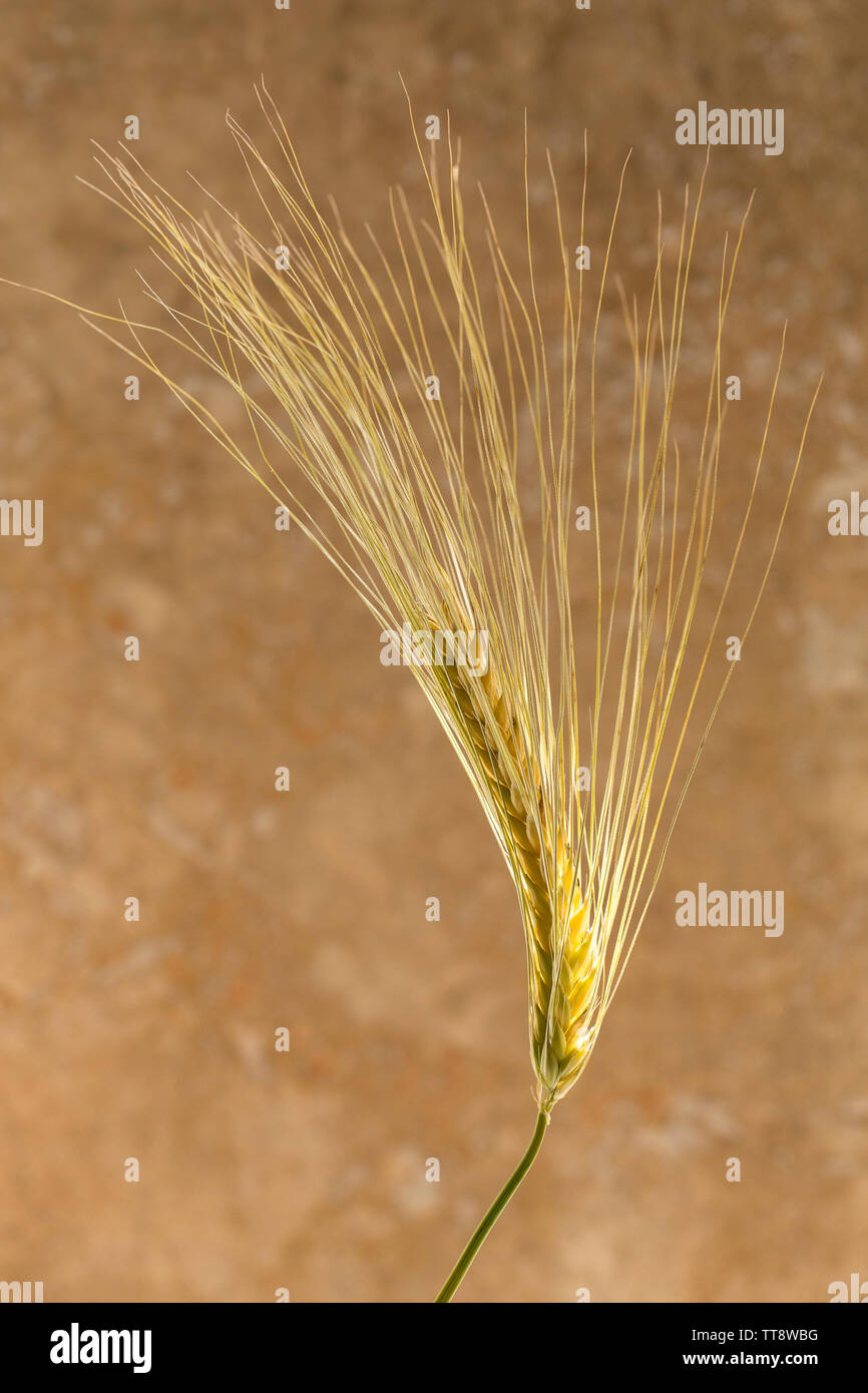 A ripening ear of barley photographed in a studio against a stone ...